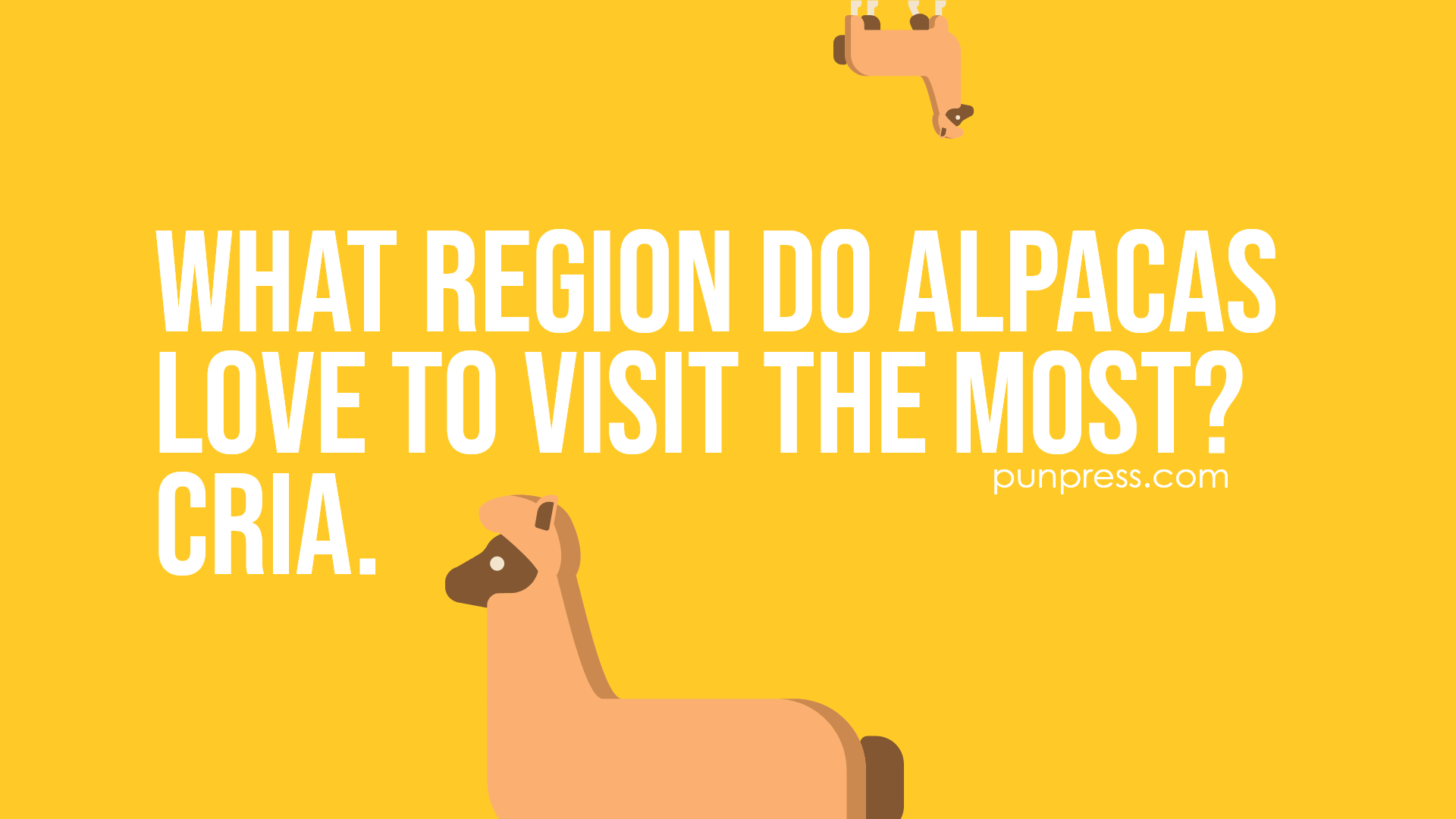 51 Alpaca Puns That Are Both Funny and Macho - PunPress